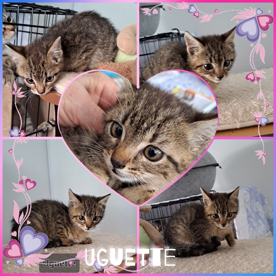 Uguette, Ugon et Ubert – Biscachats